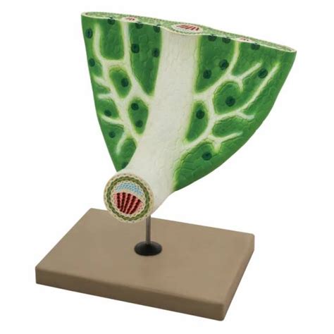 Leaf Anatomy Model