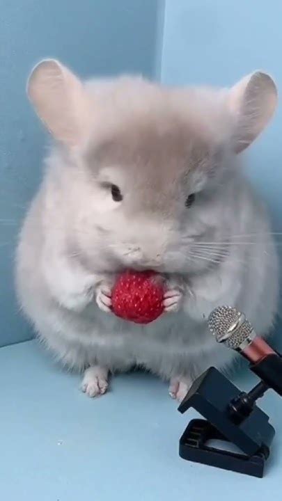 Шин Шило - YouTube