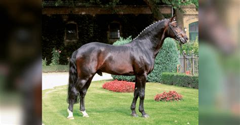 Arpeggio - Westfalens Überflieger (Teil 1) - Horse-Gate