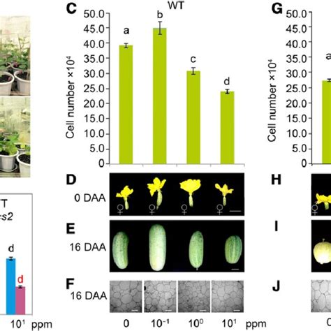 Ethylene Dose Dependent Effects On Cucumber Fruit Elongation