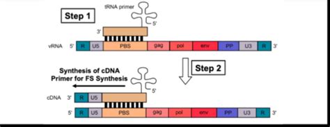 Reverse Transcription And Integration Part 1 U2 6 Flashcards