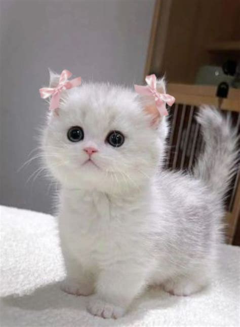 мили котик в 2025 г Пушистые котята Милые детеныши животных Милые котики