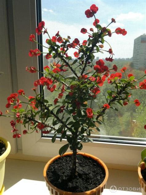 Отзыв о Комнатный цветок Молочай Миля Совершенно неприхотливое обильно цветущее комнатное