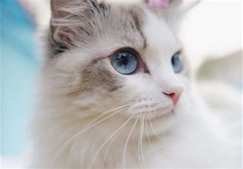 卖萌可爱小猫咪图片萌萌哒喵星人非主流图片qq泡空间站