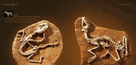 和政古动物化石博物馆 每日环球展览 iMuseum