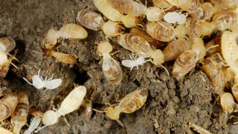 Effective Termite Treatments For Homes