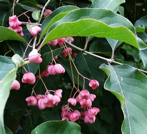List Of 23 Trees With Red Berries Balcony Garden Web