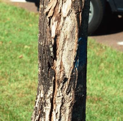 Tree Wrap What It Is Why To Use It And How