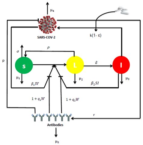 Mathematical Modeling And Analysis Of The Dynamics Of Rna Viruses In Presence Of Immunity And