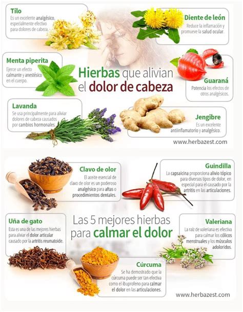 Pin De Carolina Alarcon En Hierbas Hierbas Curativas Medicina Con