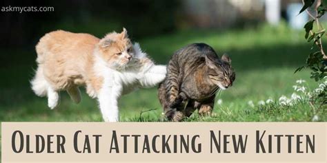 Older Cat Attacking New Kitten How To Stop This