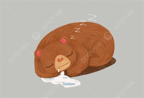 Hibernating Bear Sleeping Drooling Brown Saliva Hibernate PNG