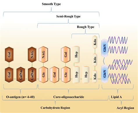 An Overview Of The Complete Lps Structure Lps Can Be Divided Into Download Scientific Diagram
