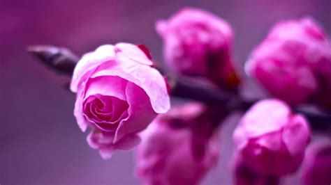 로즈 핑크 꽃 사진 벽지시사