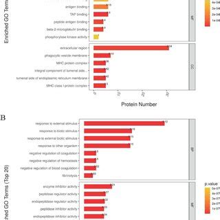 Gene Ontology GO Functional Enrichment Analysis Of Differentially