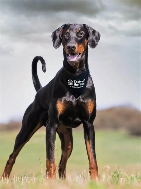 Paliacate Tow Taste Of The Wild