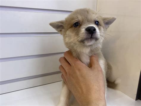 강남 2022 0065 진도하이브리드 해리 책임분양 코리안숏헤어 비숑프리제분양 치와와분양 고양이보호소 광주유기견보호센터 광주광역시유기견보호센터 유기견보호센터봉사