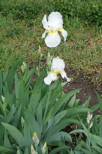 Daun Kuncup Dan Dua Bunga Putih Iris Germanica Pada Bulan Mei Foto Stok Unduh Gambar Sekarang