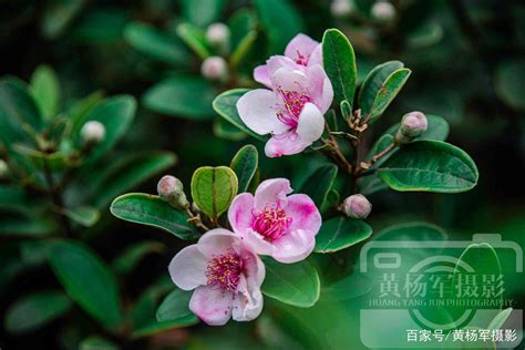 桃金娘花开的六月，赣州山间美丽娇艳的花朵百科ta说