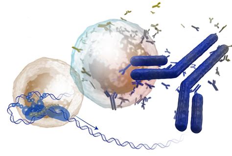 T Cell Transcription Factor May Offer New Pathway For Vaccine Research Nih Intramural Research