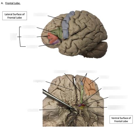 Neuro Lab 7 Frontal Lobe Diagram Quizlet