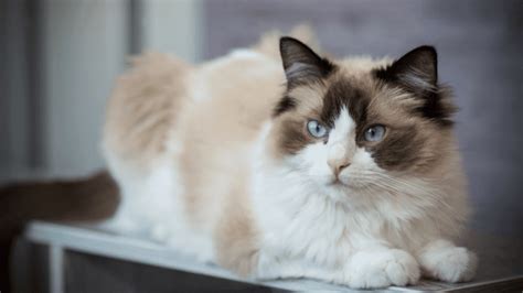 Gato Ragdoll Una Raza Felina Dócil Y Cariñosa Blog Felinus