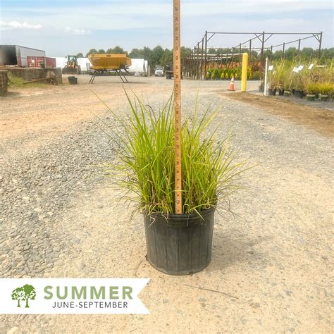 Flame Maiden Grass Miscanthus Purpurascens Shepherdssupply