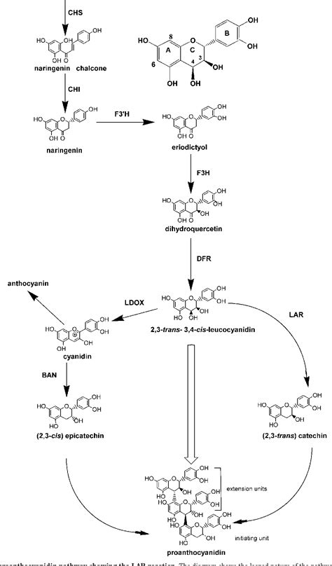 Figure 1 From Proanthocyanidin Biosynthesis In Plants Purification Of