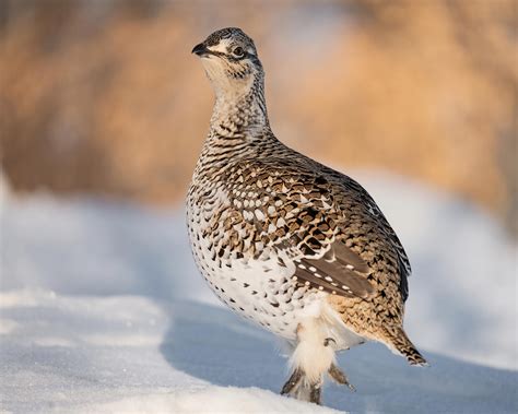 A Sharptail Spring Audubon Great Plains