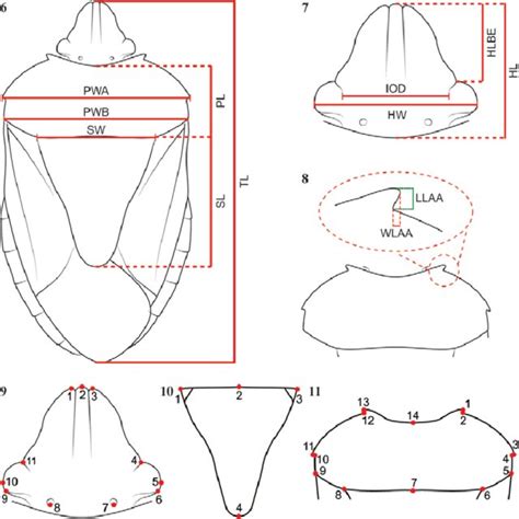 Illustrations Depicting The Linear Measurements Taken And The Landmarks Download Scientific