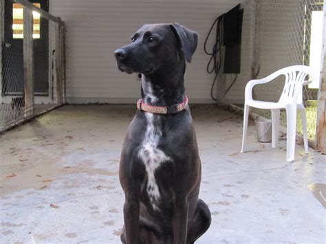 German Shorthaired Pointer Lab Mix