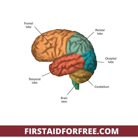 The Four Lobes Of The Brain Are The Frontal Parietal Temporal And