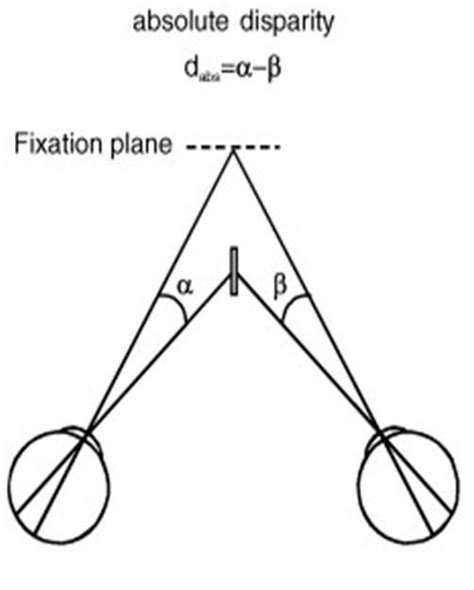What Is Binocular Disparity At Robert Didonato Blog