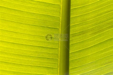 香蕉植物叶背光图案插画图片下载 正版图片504278495 摄图网