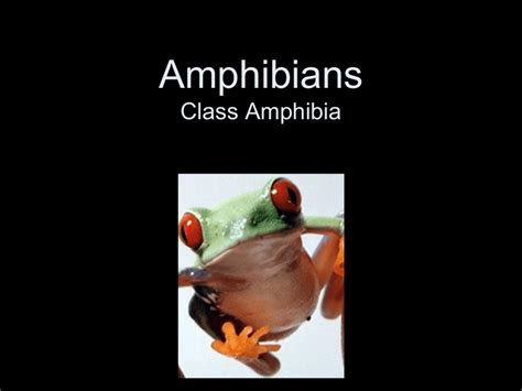 Class Amphibia Examples