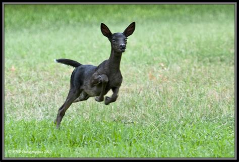 Black Deer - Deer Photo (17677272) - Fanpop