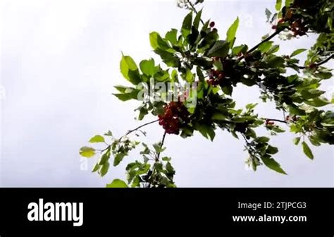 Circular Clusters Of Leaves Stock Videos And Footage Hd And 4k Video Clips Alamy