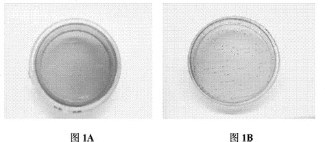 Screening And Application Of Probiotic Enterococcus Faecium Eureka Patsnap