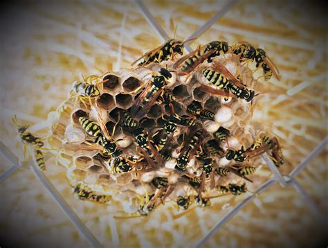 Defending Against Hive Ransomware Using The Attackers Tools