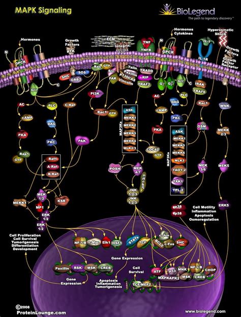Biolegend Mapk Signaling Biochemistry Science Biology Biology