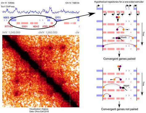 Figures And Data In Chromosome Organization By One Sided And Two Sided Loop Extrusion Elife