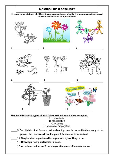 Sexual Or Asexual Genetics Worksheet Sexual Or Asexual Here Are Some Pictures Of Different