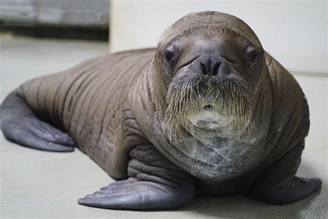 Seaworld Orlando Welcomes Walrus Calf Abc7 Chicago