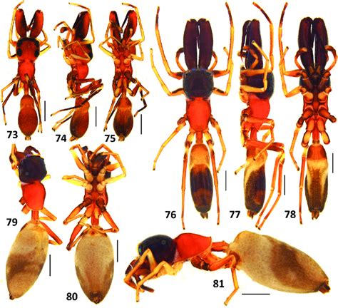 Myrmarachne Gisti Fox 1937 Habitus Of Male From Na Hang Vietnam Download Scientific Diagram