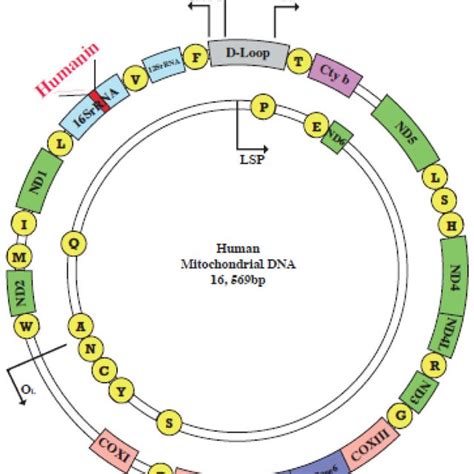 The Human Mitochondrial Genome And The Humanin Orf Download
