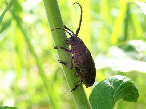 エゾカミキリ こんちゅう探偵団