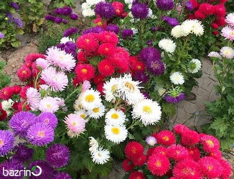بذر گل مینا الوان بذری نو بکاریم