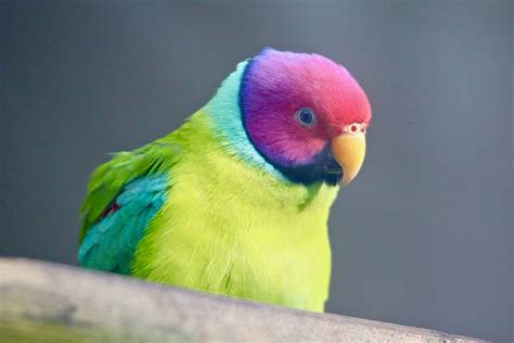 Plum Headed Parakeet In Bondla Wildlife Sanctuary