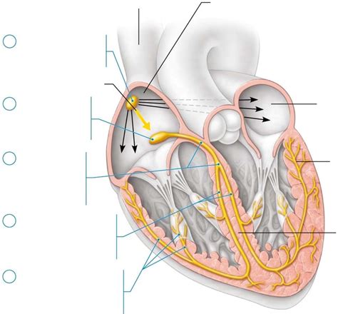 Cardiac Conduction Diagram Quizlet