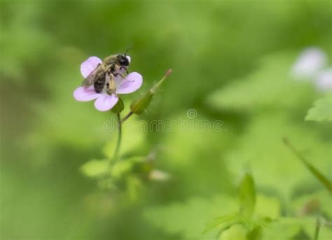 Bumble Bee Polinizing A Plant In Summer Stock Image Image Of Green Recollect 258885169